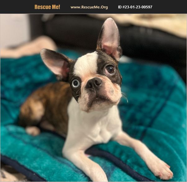 ADOPT 23012300597 ~ Boston Terrier Rescue ~ Navarre, FL