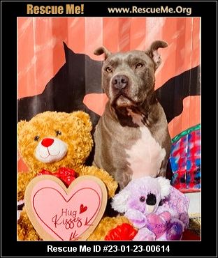 - Colorado Pit Bull Rescue - ADOPTIONS - Rescue Me!