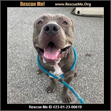 - California Pit Bull Rescue - ADOPTIONS - Rescue Me!