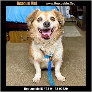 - California Corgi Rescue - ADOPTIONS - Rescue Me!