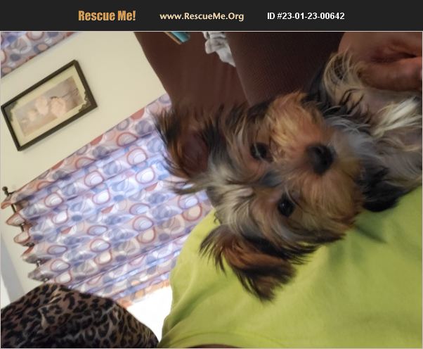 ADOPT 23012300642 ~ Yorkie Rescue ~ North Chesterfield, VA
