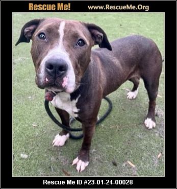 - California American Bulldog Rescue - ADOPTIONS - Rescue Me!