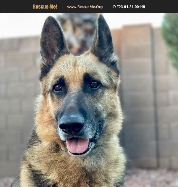 ADOPT 23012400119 ~ German Shepherd Rescue ~ Phoenix, AZ