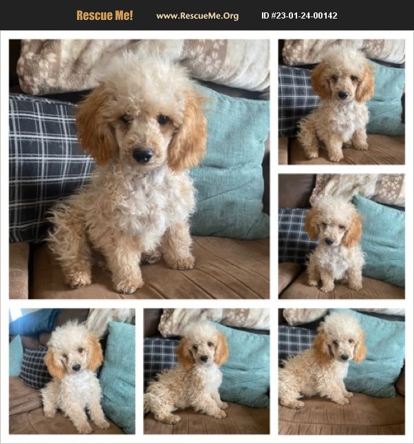 ADOPT 23012400142 ~ Poodle Rescue ~ Miami, OK