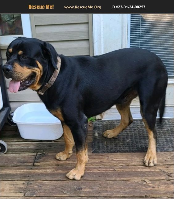 ADOPT 23012400257 ~ Rottweiler Rescue ~ Amissville, VA