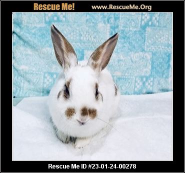 - California Rabbit Rescue - ADOPTIONS - Rescue Me!