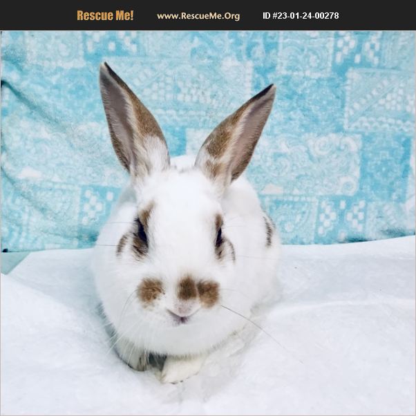 ADOPT 23012400278 ~ Rabbit Rescue ~ Lake Elsinore, CA