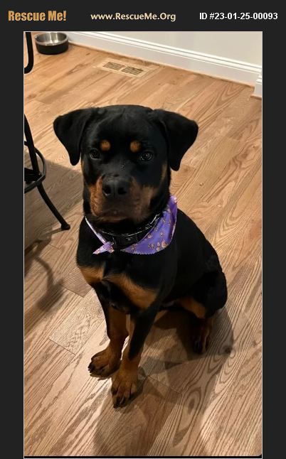 ADOPT 23012500093 ~ Rottweiler Rescue ~ Baltimore, MD