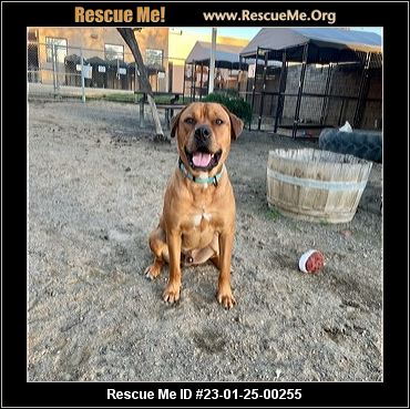- California Rhodesian Ridgeback Rescue - ADOPTIONS - Rescue Me!