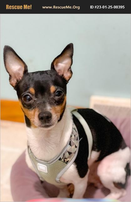 ADOPT 23012500395 ~ Rat Terrier Rescue ~ Stark County, OH