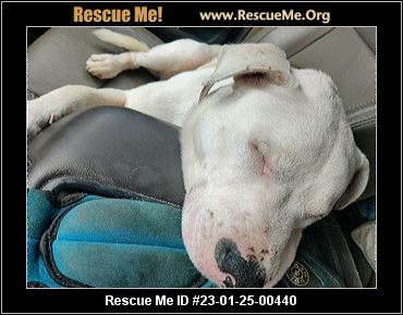 - Alabama Dog Rescue - ADOPTIONS - Rescue Me!