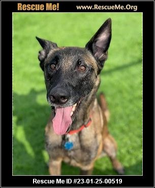 - Indiana Belgian Malinois Rescue - ADOPTIONS - Rescue Me!