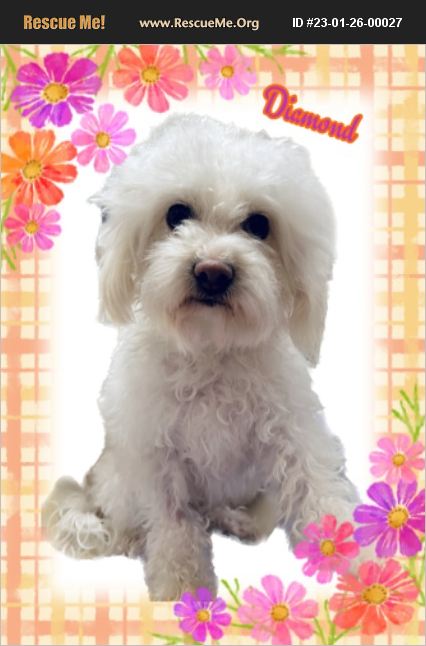 ADOPT 23012600027 ~ Bichon Frise Rescue ~ Riverside, CA