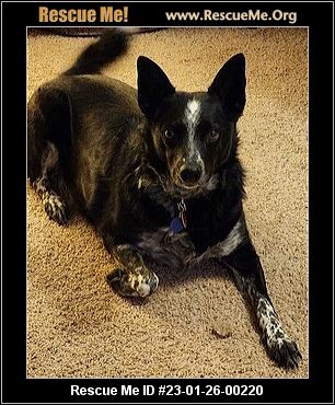 - Wyoming Dog Rescue - ADOPTIONS - Rescue Me!