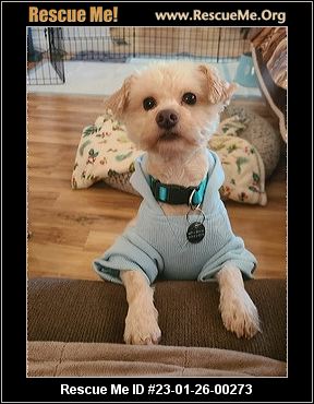 - California Yorkie Rescue - ADOPTIONS - Rescue Me!