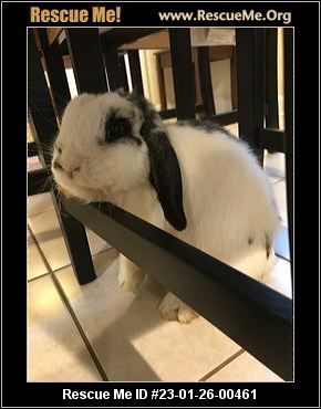 - Virginia Rabbit Rescue - ADOPTIONS - Rescue Me!