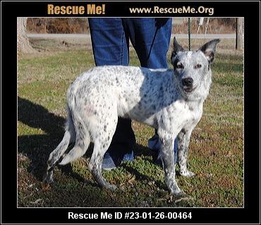 - Kansas Dog Rescue - ADOPTIONS - Rescue Me!