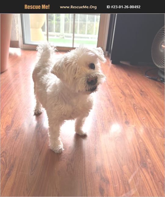 ADOPT 23012600492 ~ Maltese Rescue ~ Bergen County, NJ