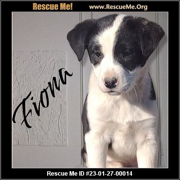 - Illinois Border Collie Rescue - ADOPTIONS - Rescue Me!