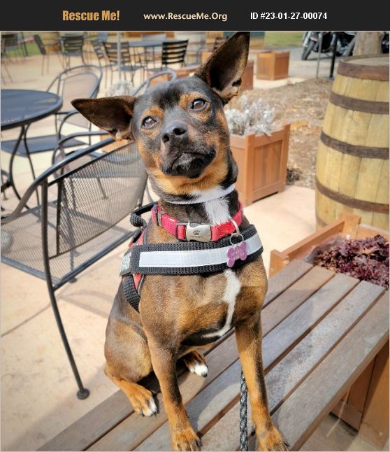 ADOPT 23012700074 ~ Rat Terrier Rescue ~ Piney River, VA