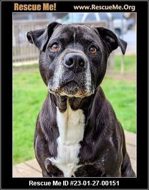 - Georgia Boxer Rescue - ADOPTIONS - Rescue Me!