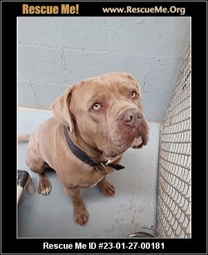 - New Mexico Dog Rescue - ADOPTIONS - Rescue Me!