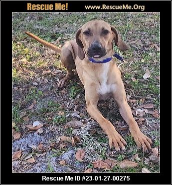 - Florida Black Mouth Cur Rescue - ADOPTIONS - Rescue Me!