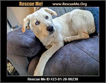 - Wisconsin Dog Rescue - ADOPTIONS - Rescue Me!