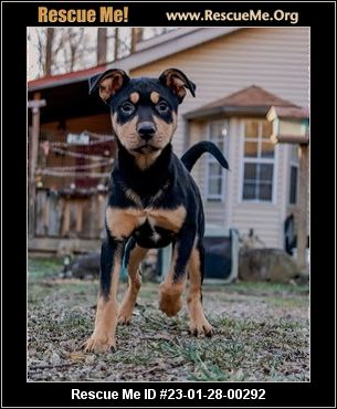 - Tennessee Rottweiler Rescue - ADOPTIONS - Rescue Me!