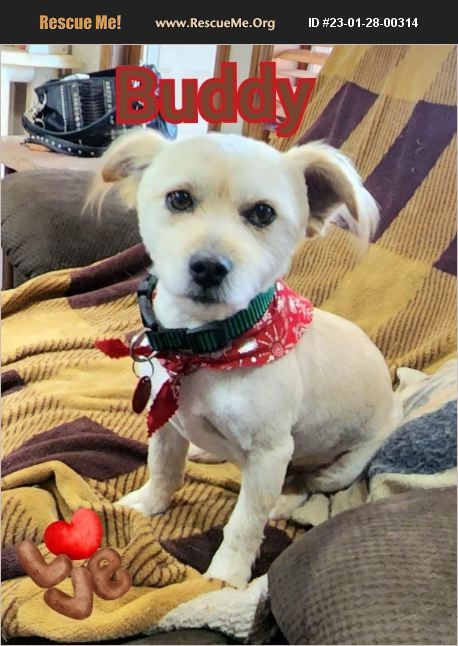 ADOPT 23012800314 ~ Norfolk Terrier Rescue ~ Grove, OK