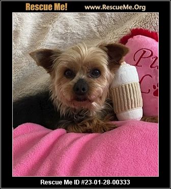 - Arizona Yorkie Rescue - ADOPTIONS - Rescue Me!