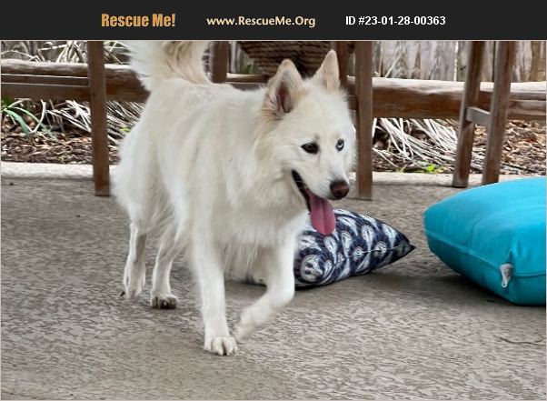 ADOPT 23012800363 ~ Spitz Rescue ~ Houston, TX
