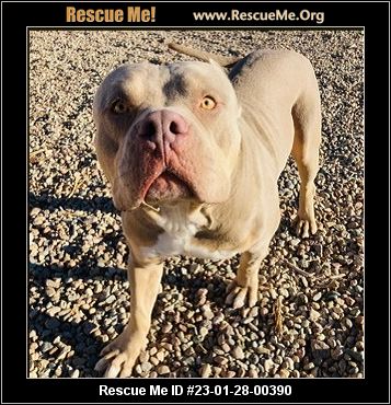 - Colorado Pit Bull Rescue - ADOPTIONS - Rescue Me!