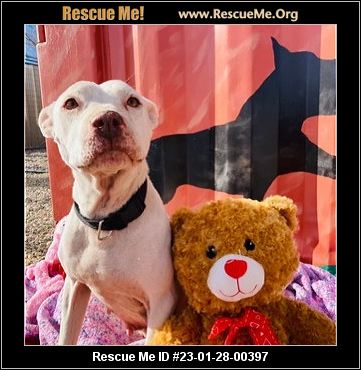 - Colorado Lab Rescue - ADOPTIONS - Rescue Me!