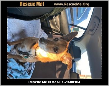 - New York Corgi Rescue - ADOPTIONS - Rescue Me!