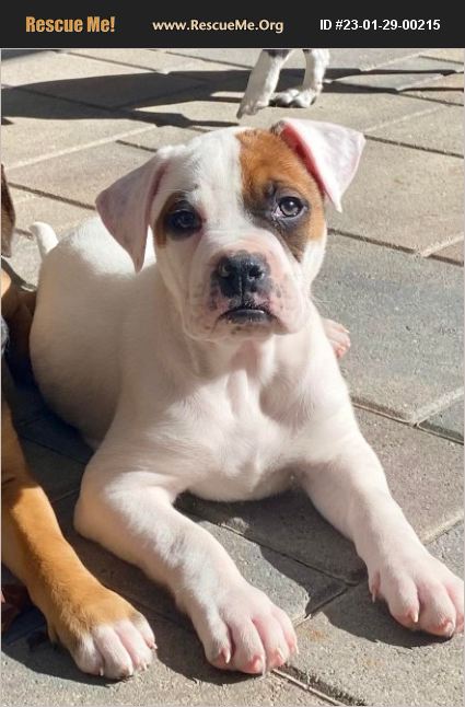 ADOPT 23012900215 ~ Boxer Rescue ~ Orange County, CA