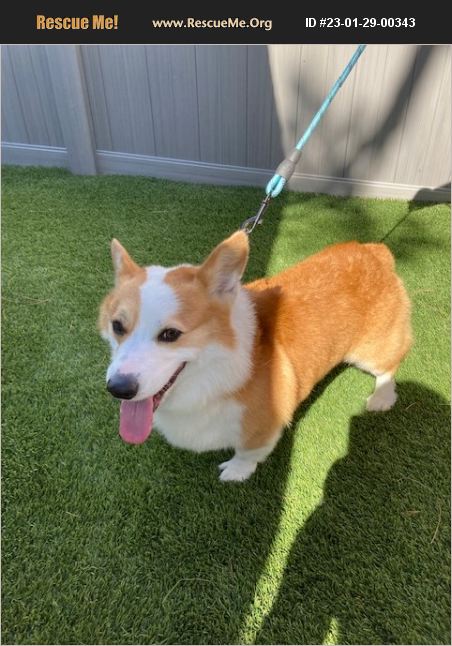 ADOPT 23012900343 ~ Corgi Rescue ~ Carlsbad, CA