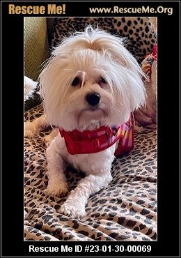 - Florida Maltese Rescue - ADOPTIONS - Rescue Me!