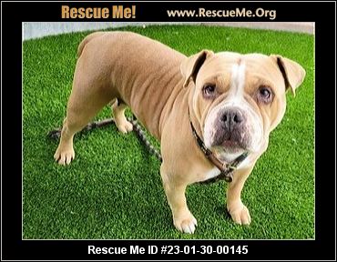 - California American Bulldog Rescue - ADOPTIONS - Rescue Me!
