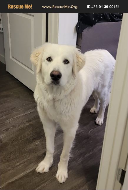 ADOPT 23013000154 ~ Great Pyrenees Rescue ~ American Fork, UT