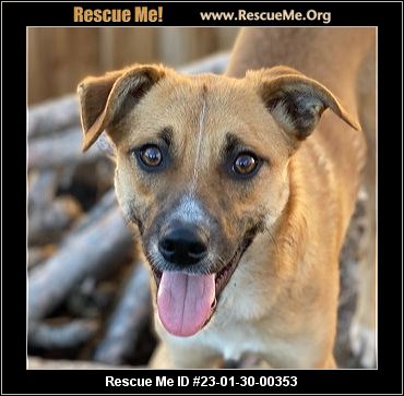 - Idaho Dog Rescue - ADOPTIONS - Rescue Me!