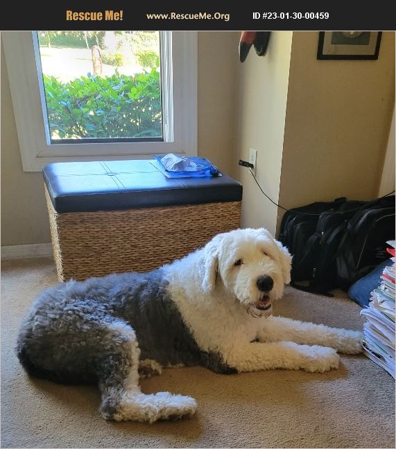 ADOPT 23013000459 ~ Old English Sheepdog Rescue ~ Melbourne, FL