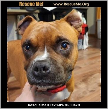 - Minnesota Dog Rescue - ADOPTIONS - Rescue Me!