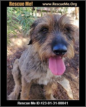 - California Schnauzer Rescue - ADOPTIONS - Rescue Me!