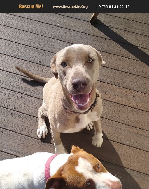 ADOPT 23013100175 ~ Weimaraner Rescue ~ Uvalde, TX