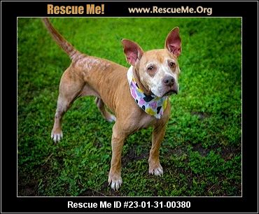 - Florida Pit Bull Rescue - ADOPTIONS - Rescue Me!