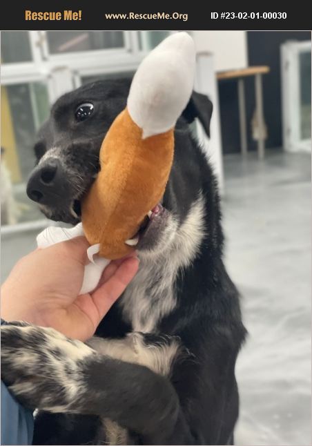 ADOPT 23020100030 ~ German Pinscher Rescue ~ New Hampshire