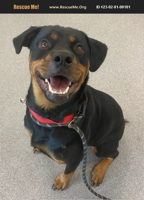ADOPT 23020100101 ~ Rottweiler Rescue ~ Lincoln, NE