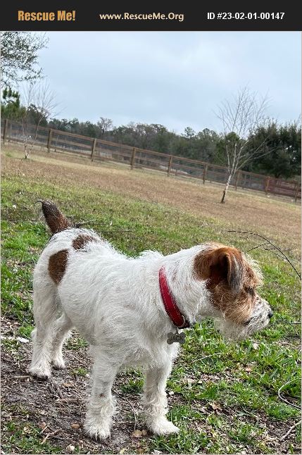 ADOPT 23020100147 ~ Jack Russell Rescue ~ Lake Butler, FL