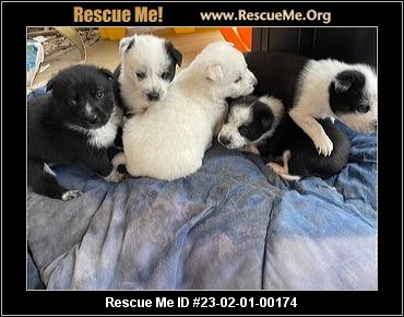 - West Virginia Dog Rescue - ADOPTIONS - Rescue Me!